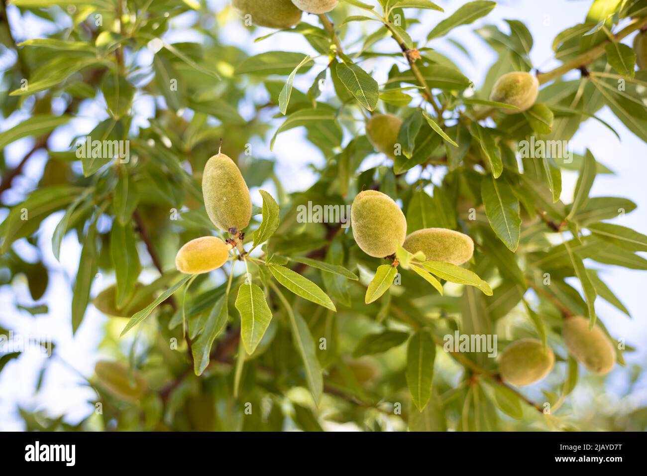 Almonds growing on almond tree hi-res stock photography and images - Alamy