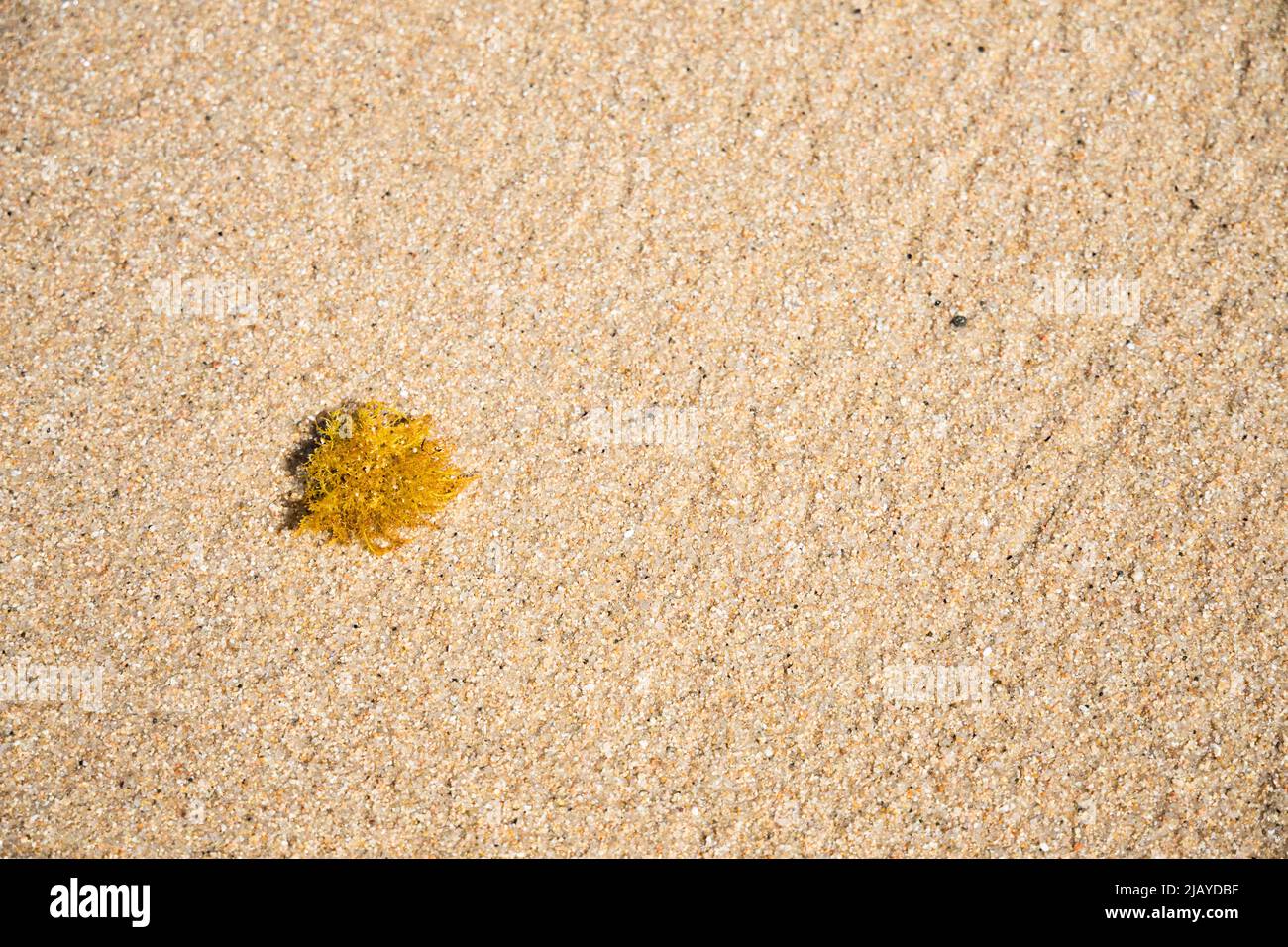 Yellow round algae on the golden sandy beach, Spain Stock Photo - Alamy