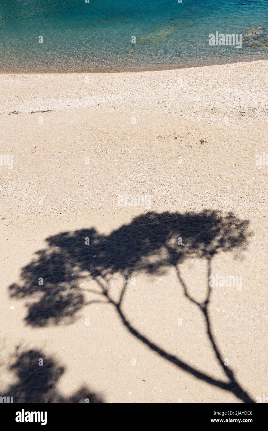 Pine tree shadow on the sandy beach with crystal blue water in Tamariu ...
