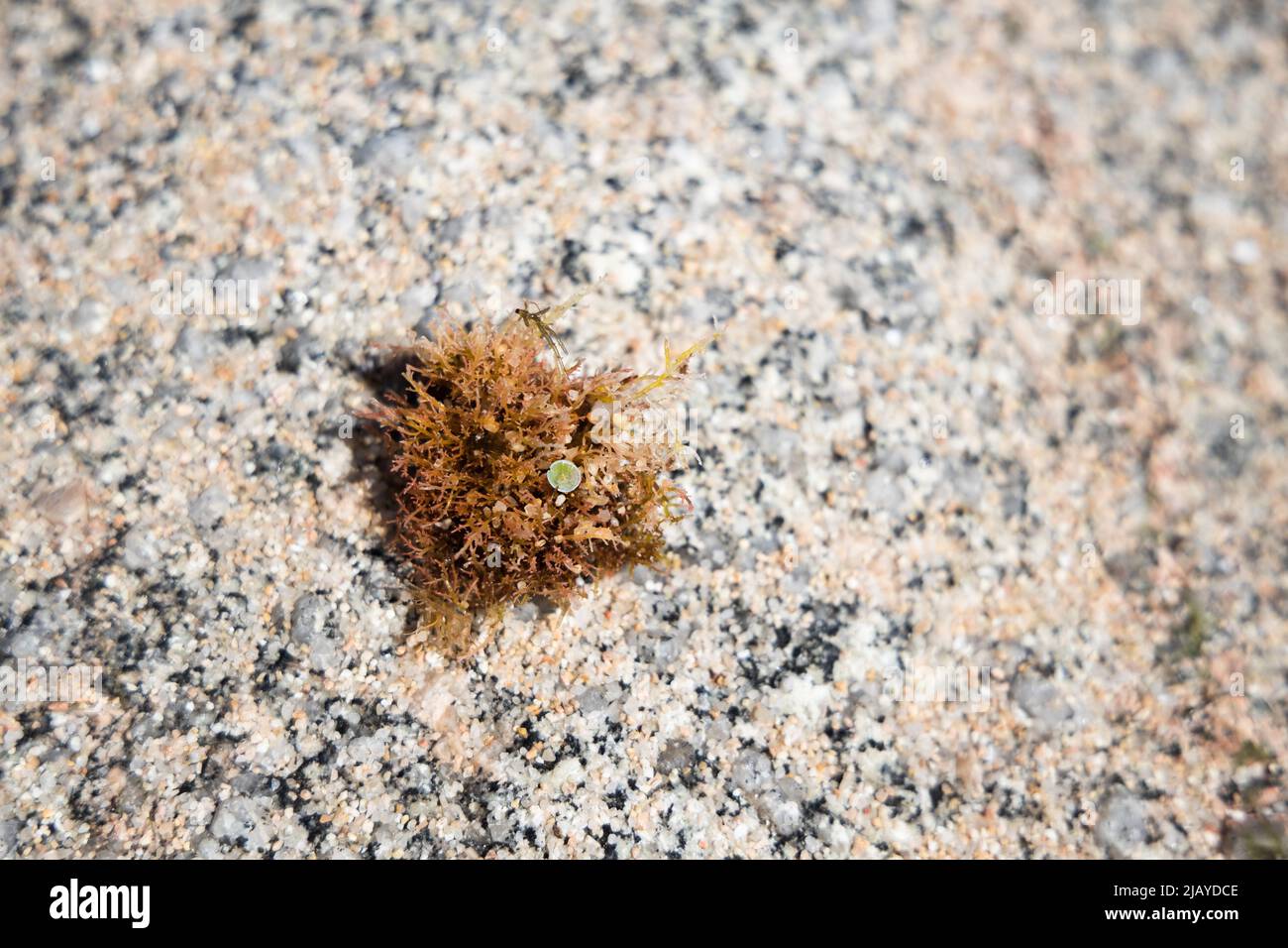 Round algae hi-res stock photography and images - Alamy
