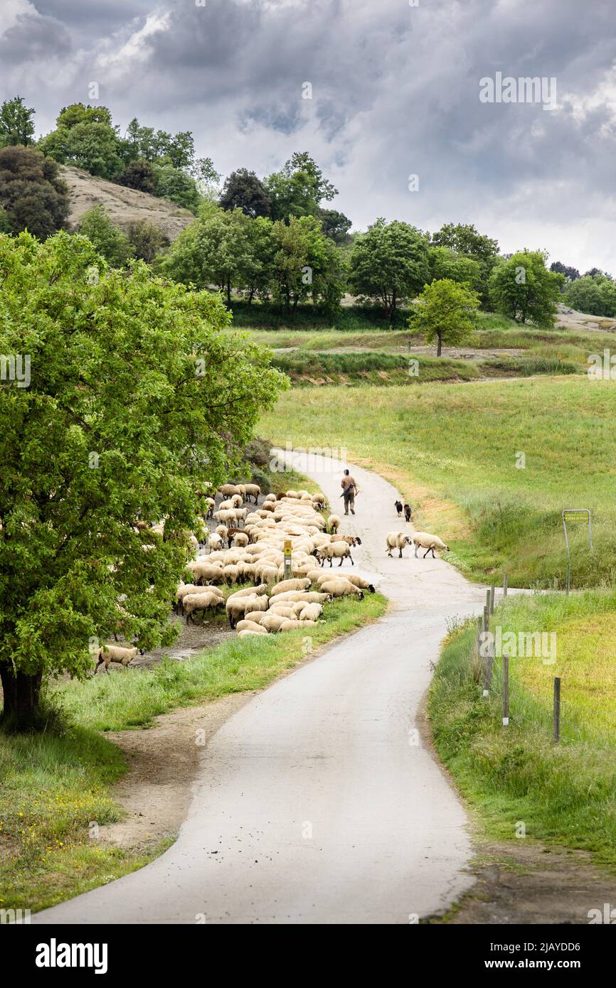 Flock of sheep with shepherd and dog on the road with green fields in ...