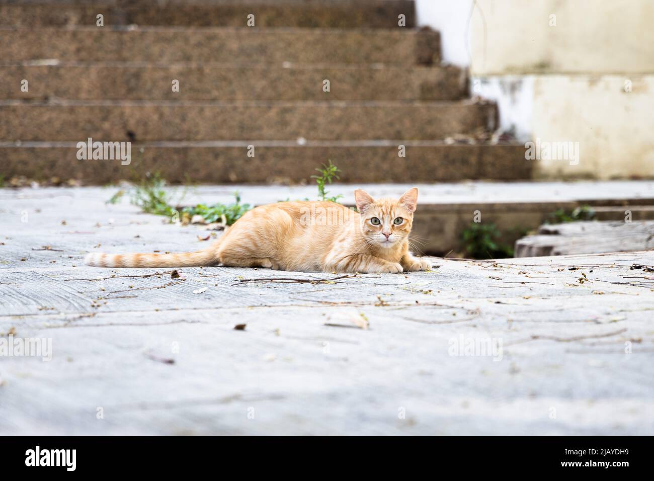 Ginger homeless cat laying on the street, Spain Stock Photo - Alamy