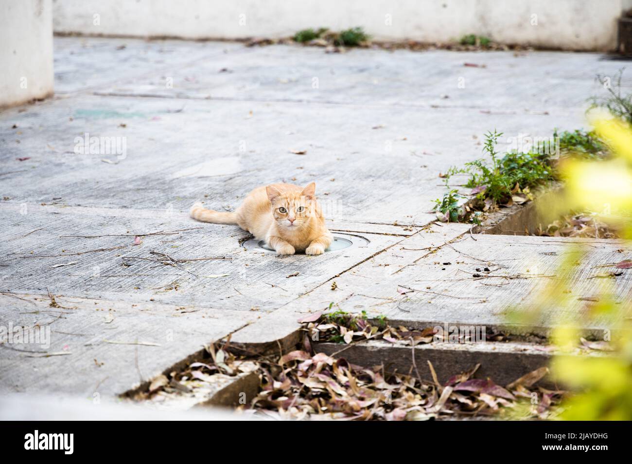 Ginger homeless cat laying on the street, Spain Stock Photo - Alamy