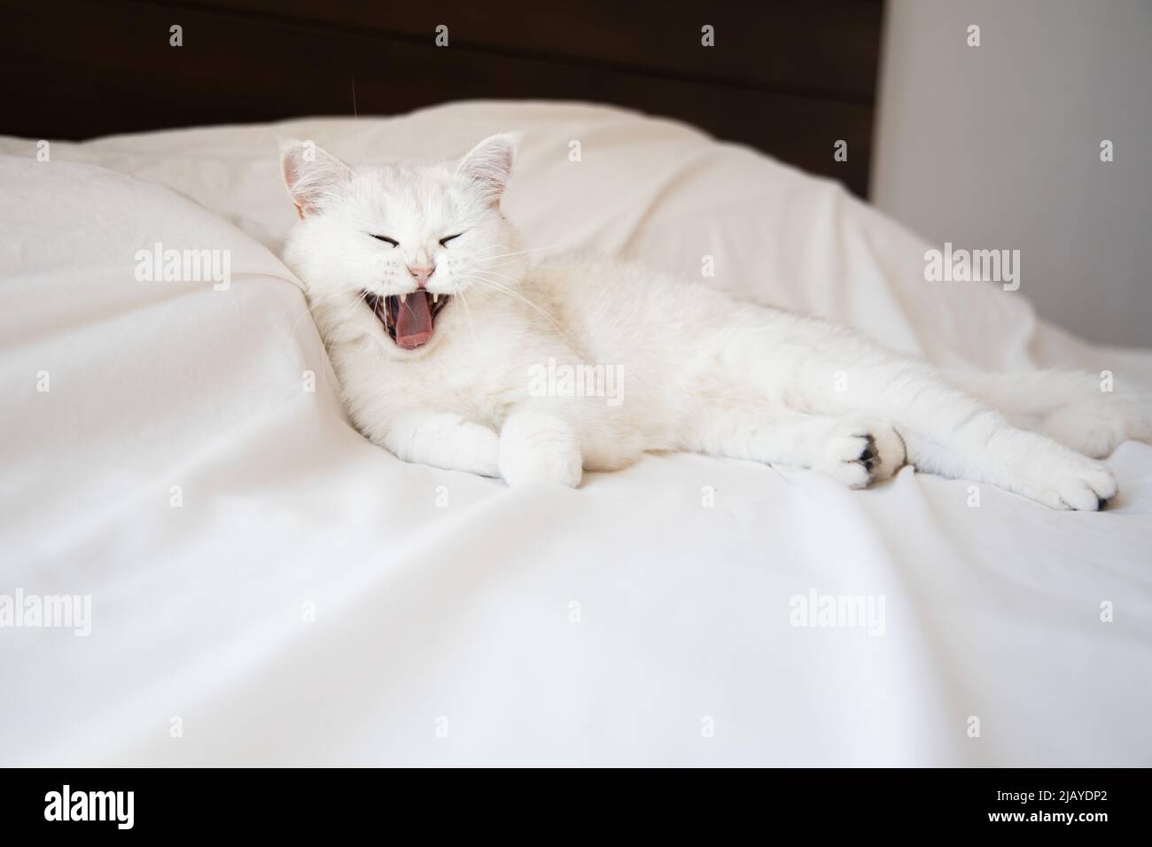 White cute hairy fluffy cat lying on the bed, sleepy furry adorable pet ...