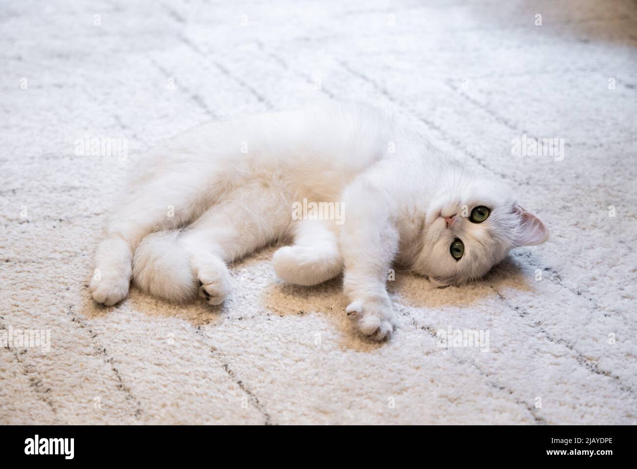 White cute hairy fluffy cat lying on the carpet, playful adorable pet Stock Photo - Alamy