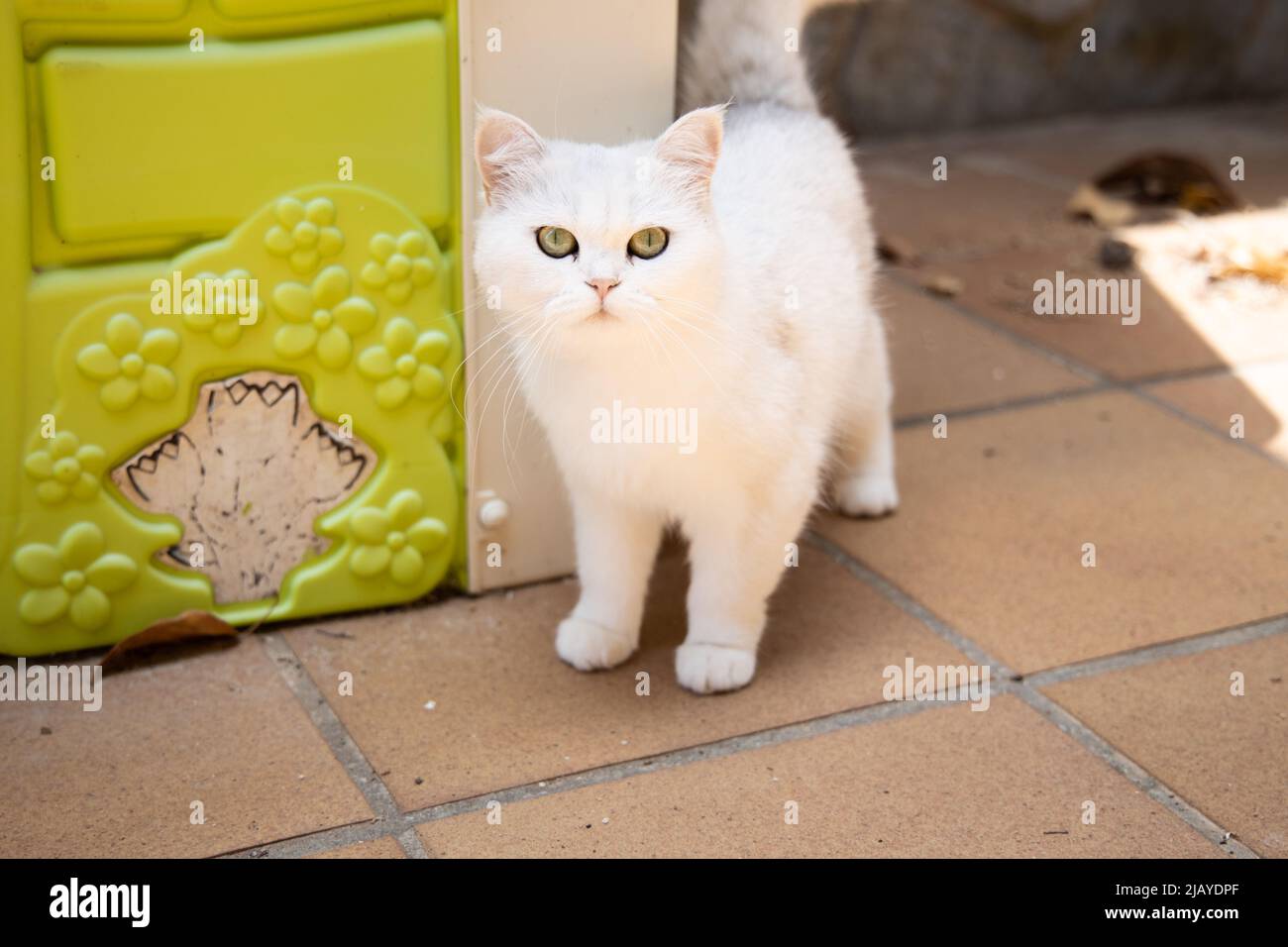 White cute hairy fluffy cat with green eyes sitting in the garden ...