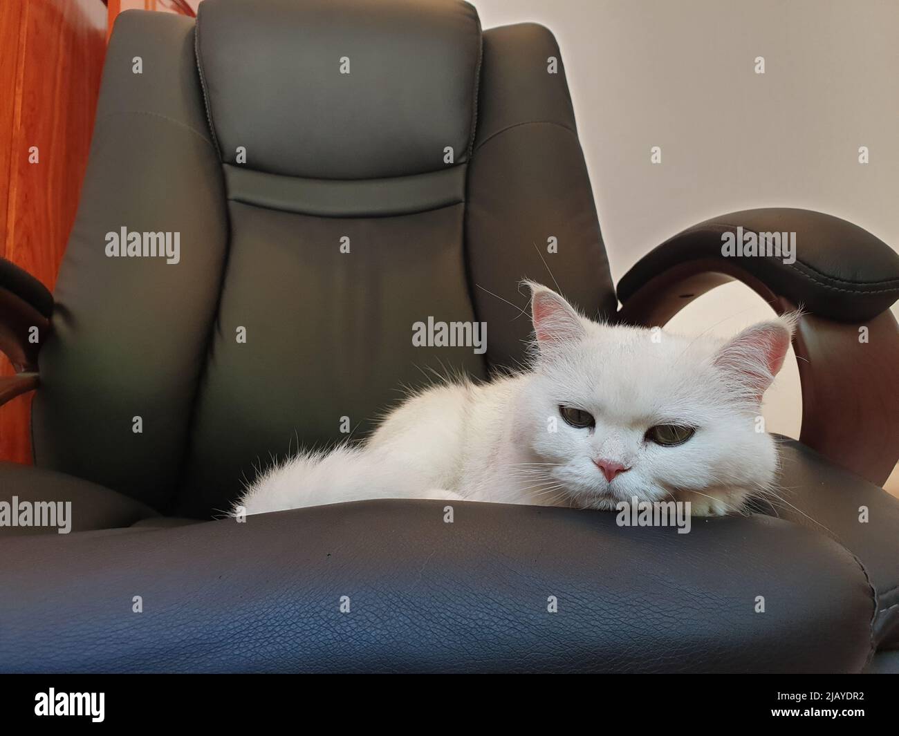 The boss cat laying on the black office chair, white fluffy grumpy cat ...