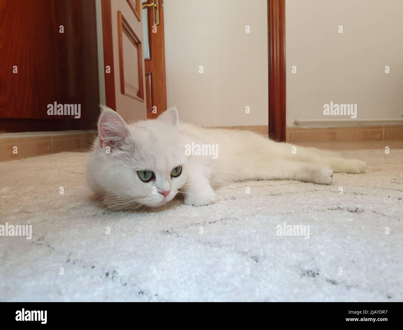White cute hairy fluffy cat lying on the carpet, playful adorable pet ...