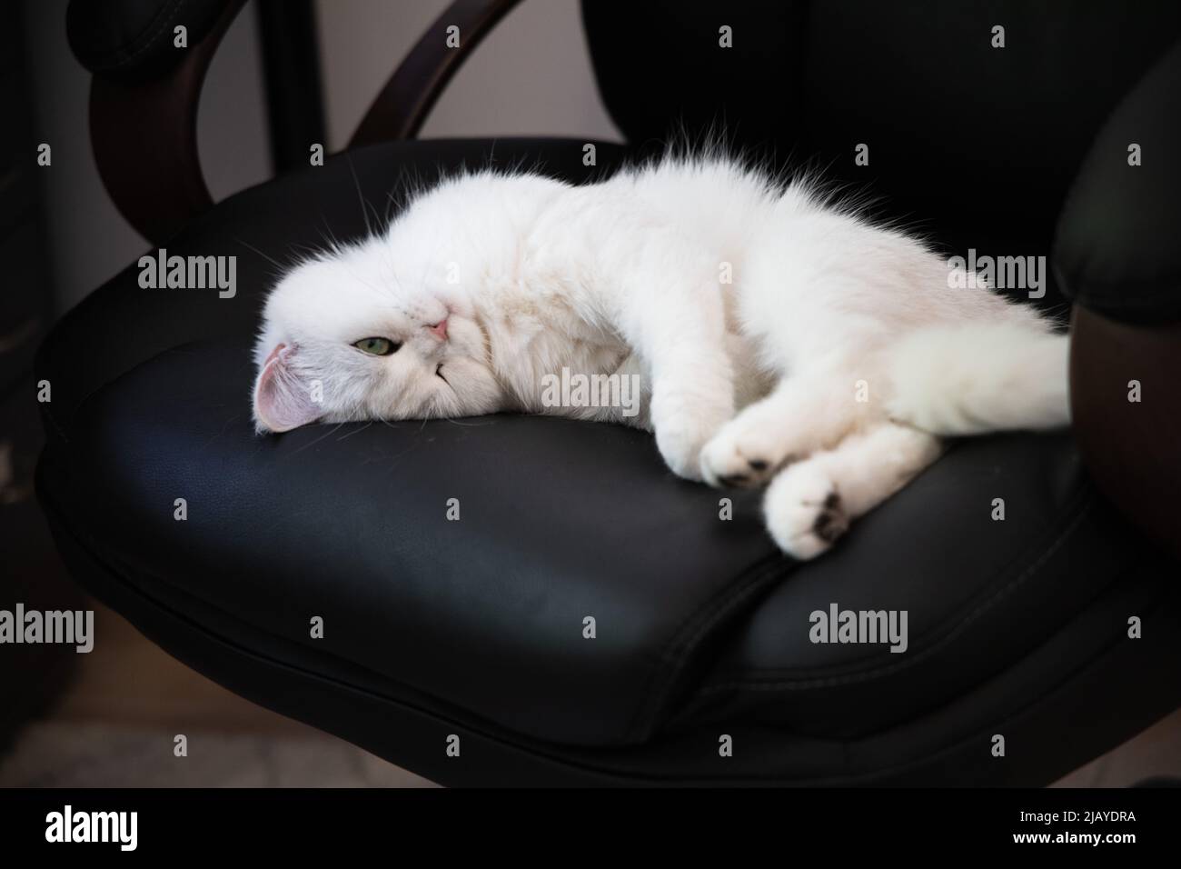 White cute hairy fluffy cat with green eyes lying on the black office ...