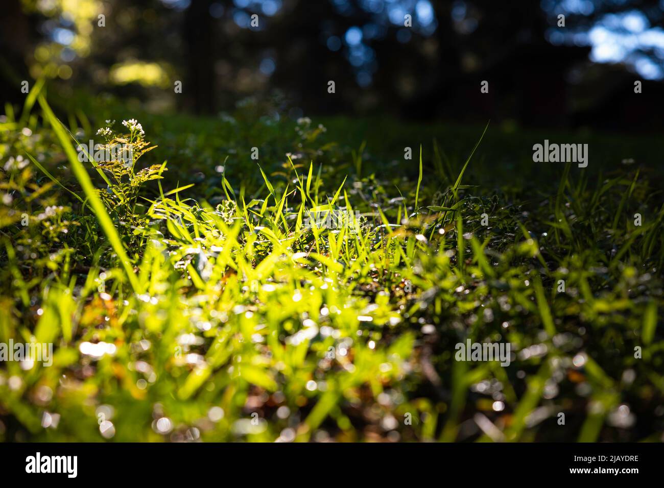 Carbon net-zero or Carbon neutrality concept photo. Grasses in the ...