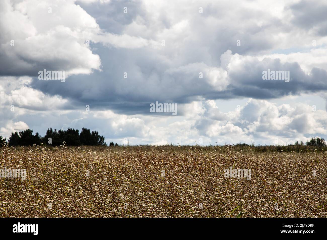 Flowering buckwheat field in august, cloudy sky Stock Photo - Alamy