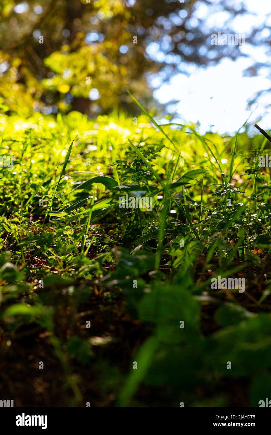 Carbon net-zero or carbon neutrality concept vertical photo. Grasses ...