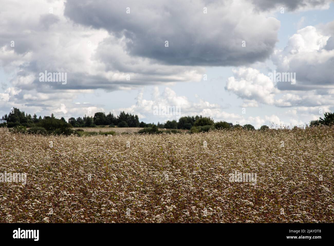 Buckwheat flowering in field hi-res stock photography and images - Alamy