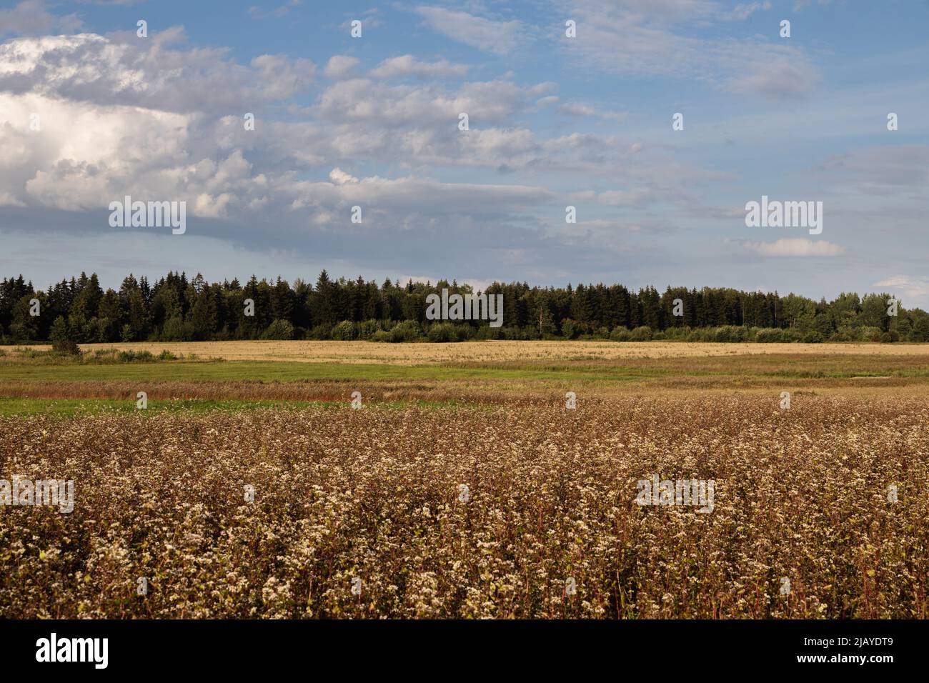 Flowering buckwheat field in august, cloudy sky Stock Photo - Alamy