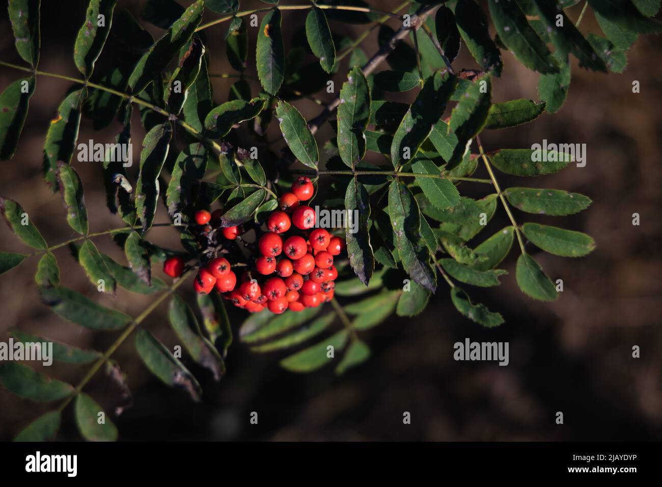 Red rowan berries on rowan tree with green leaves, mountain ashes ...
