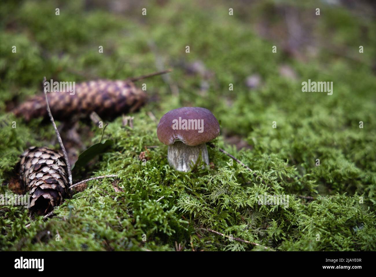 Penny bun mushroom grows in the forest in a green moss, boletus edulis ...