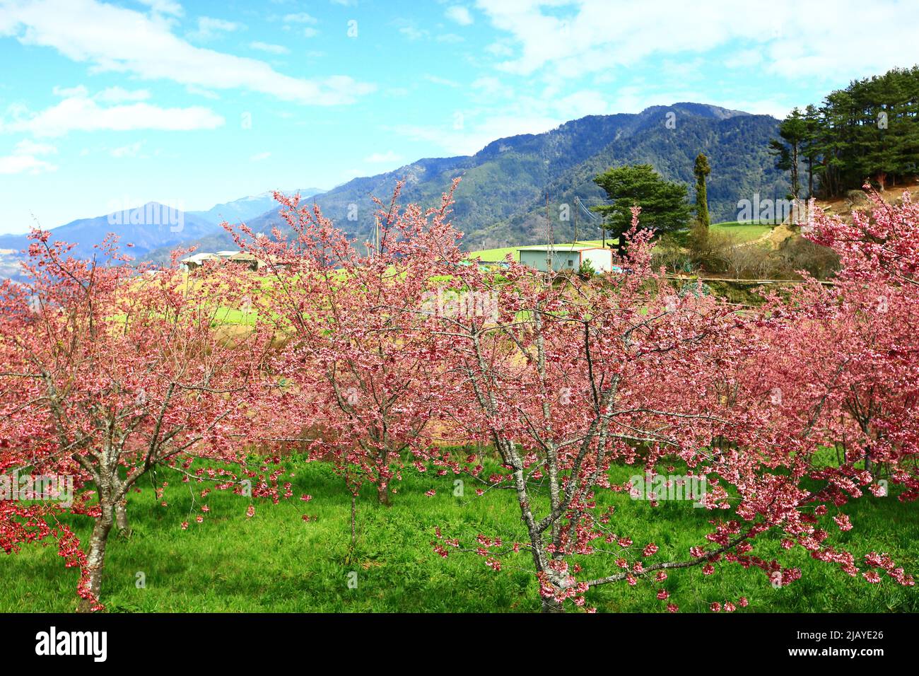 amazing scenery of blooming Cherry blossom flowers with continuously ...