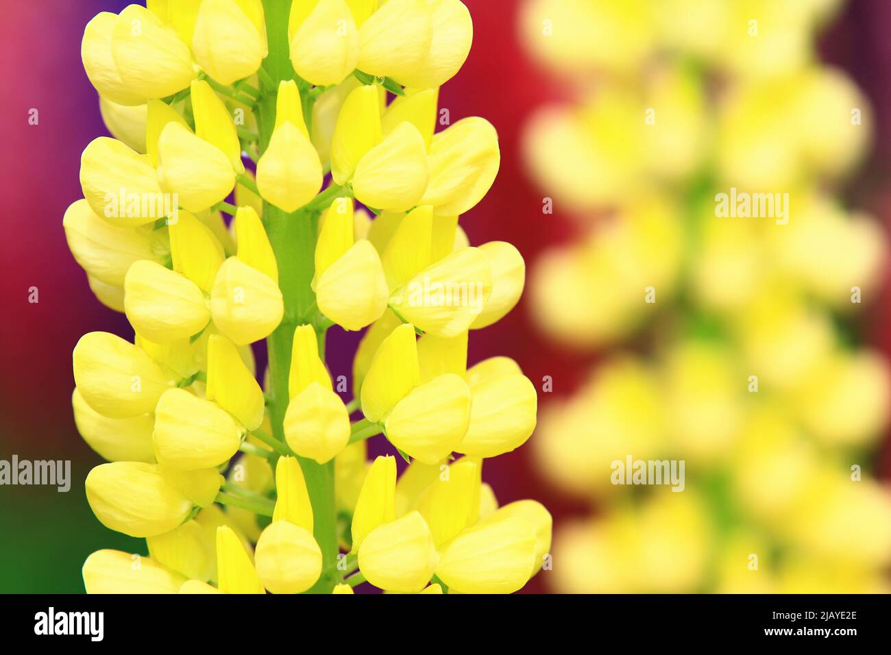 Dull ice flower hi-res stock photography and images - Alamy