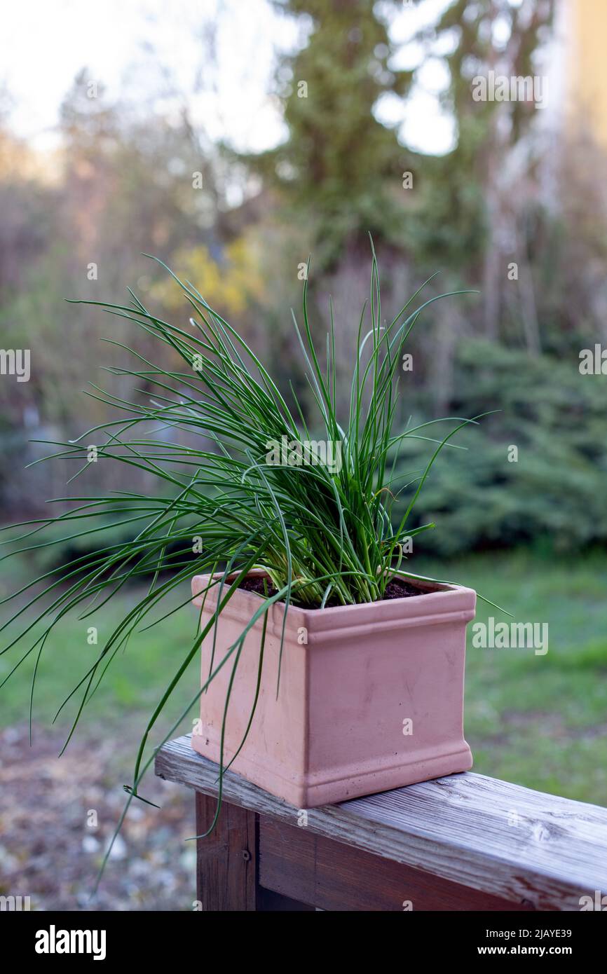 Chive in a pot hi-res stock photography and images - Alamy
