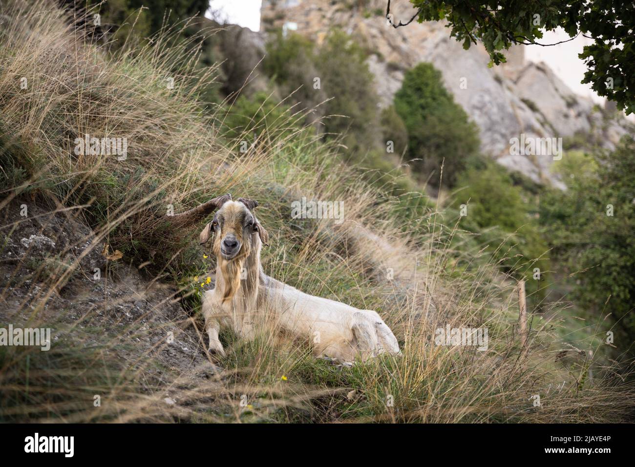 Wild mountain goat eating leaves from the tree, Spain, Pyrenees Stock ...