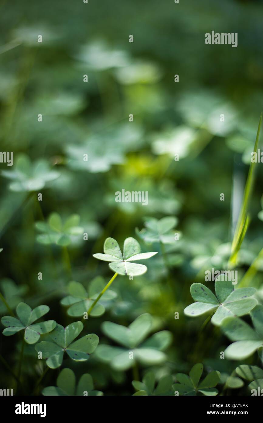 Green clover field close up without flower Stock Photo - Alamy