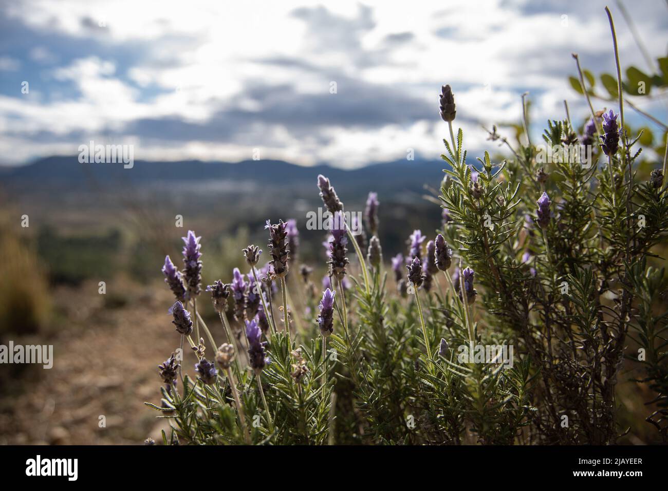 Lavender growing spain hi-res stock photography and images - Alamy