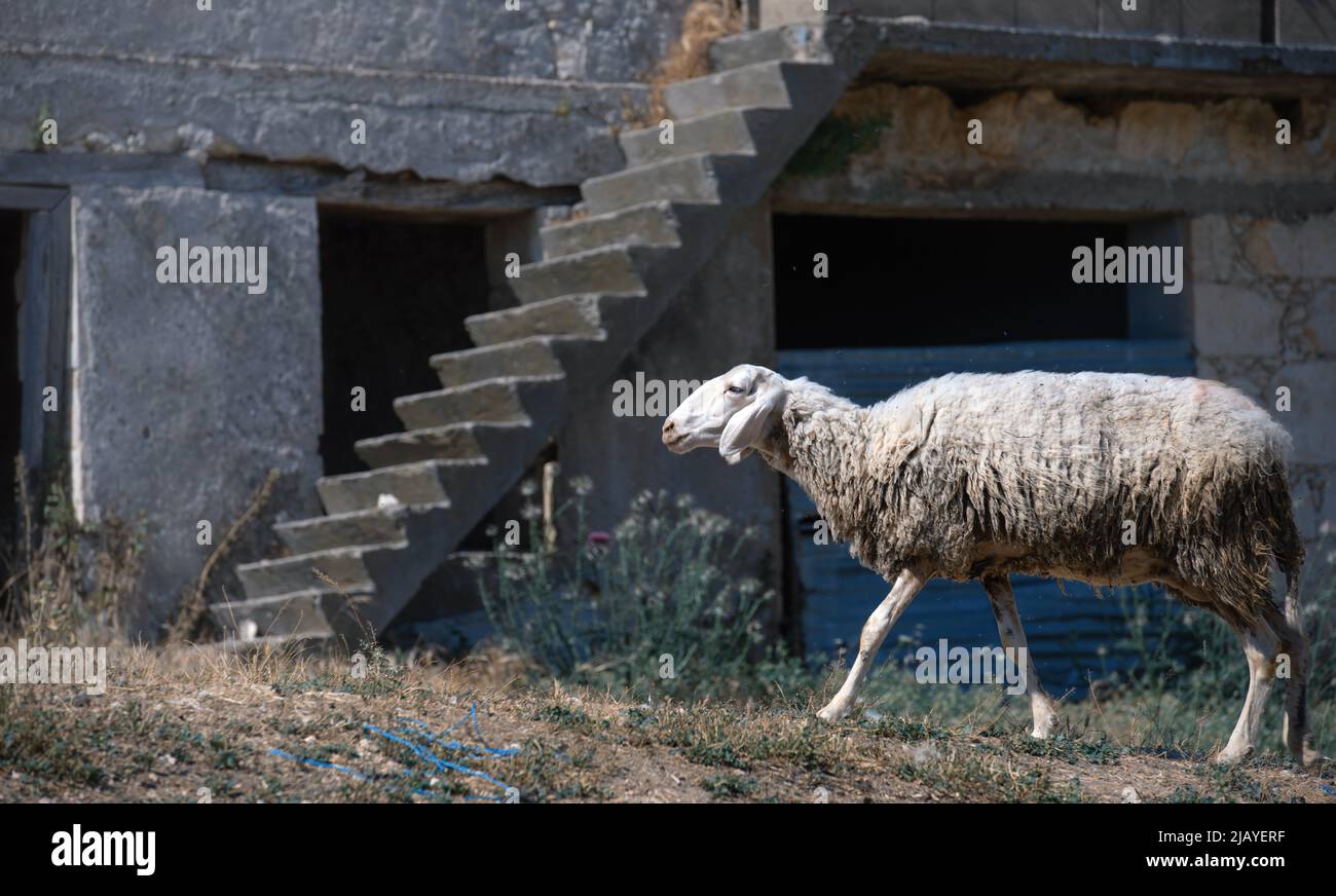Domestic sheep walks in front of house ruins. Rural depopulation in ...