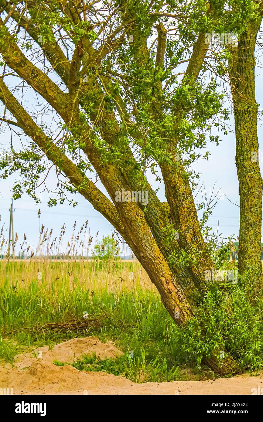 Cloudy sky with beautiful natural forest tree and agricultural ...