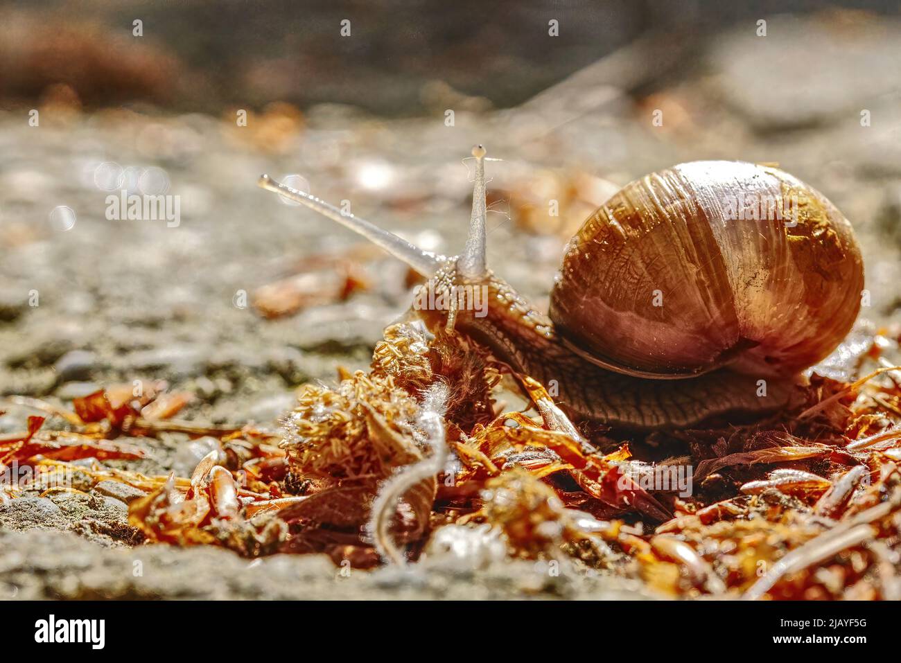 Crawling movement hi-res stock photography and images - Alamy