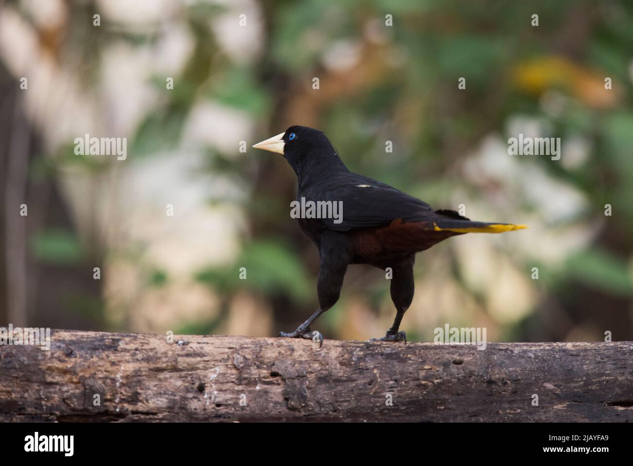 Red rumped Cacique, Pantanal , Mato Grossso , Brazil Stock Photo - Alamy