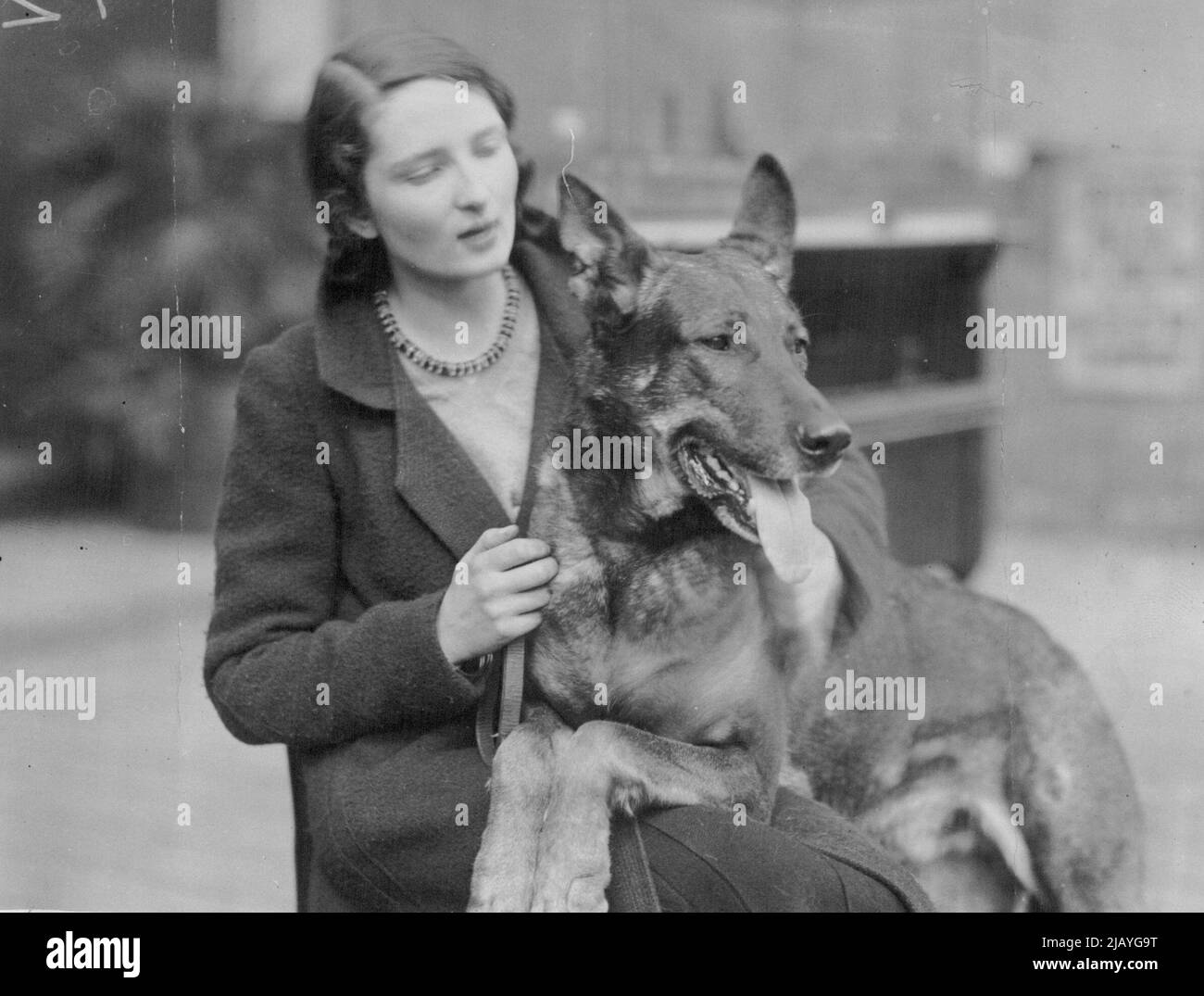 Duke windsor dog hi-res stock photography and images - Alamy