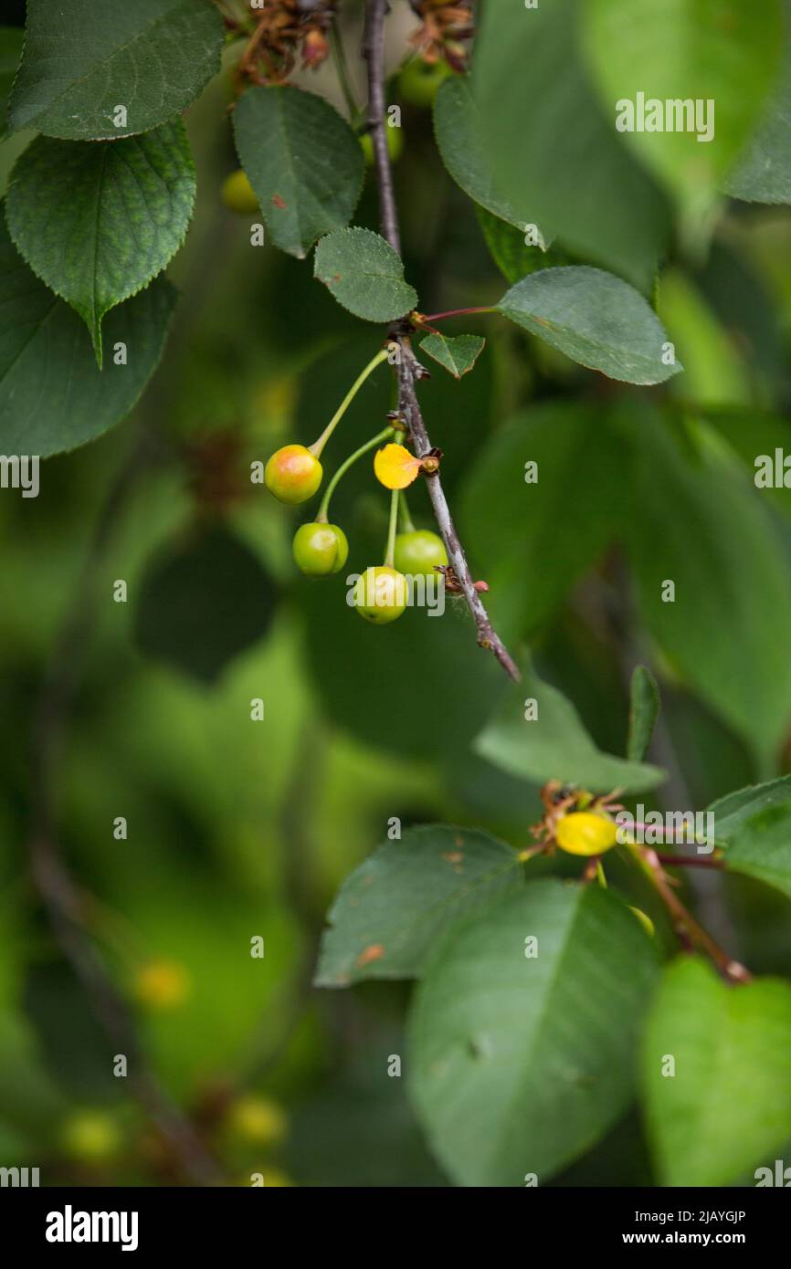 Unripe green cherries ripen on the tree in spring, shallow depth of ...