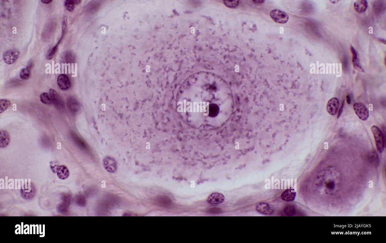 Bipolar Neuron Microscope