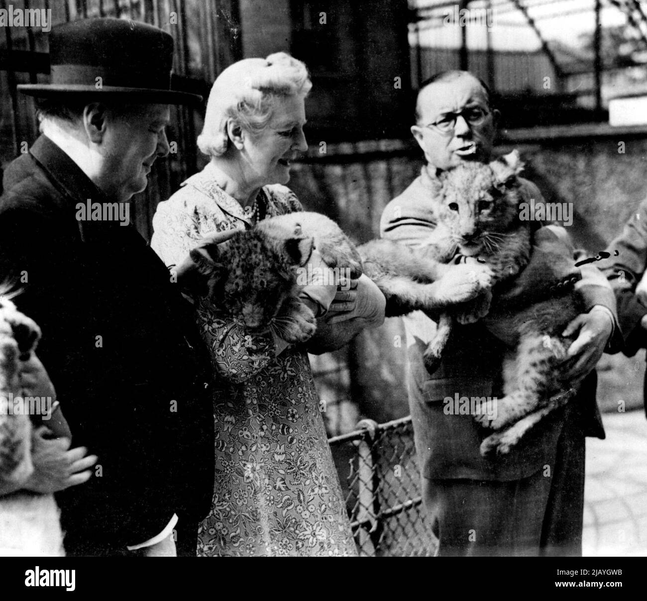 Prime Minister Sees His Lion : Mrs. Churchill holding one of the lion ...