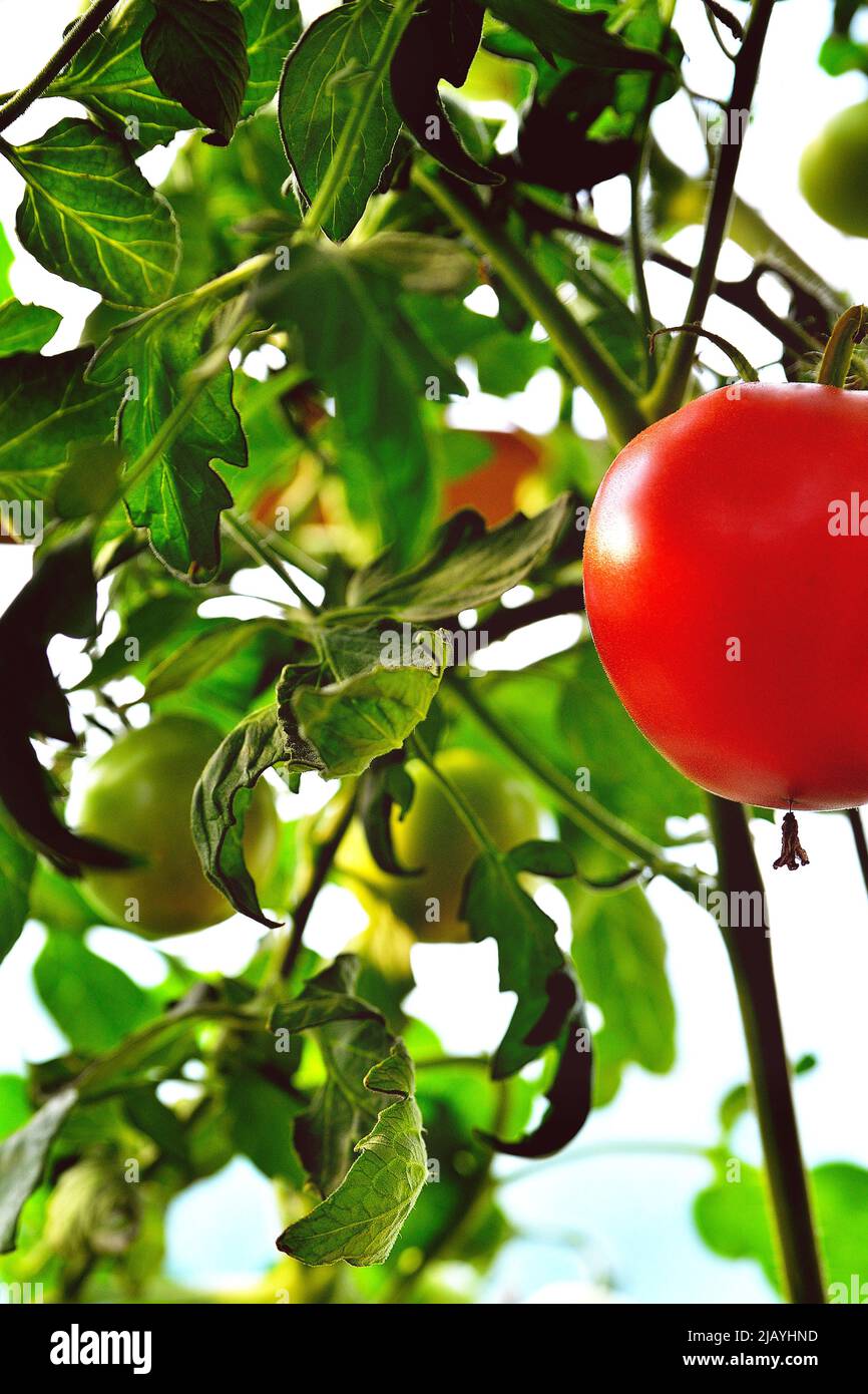 Stages of ripening of tomatoes hi-res stock photography and images - Alamy
