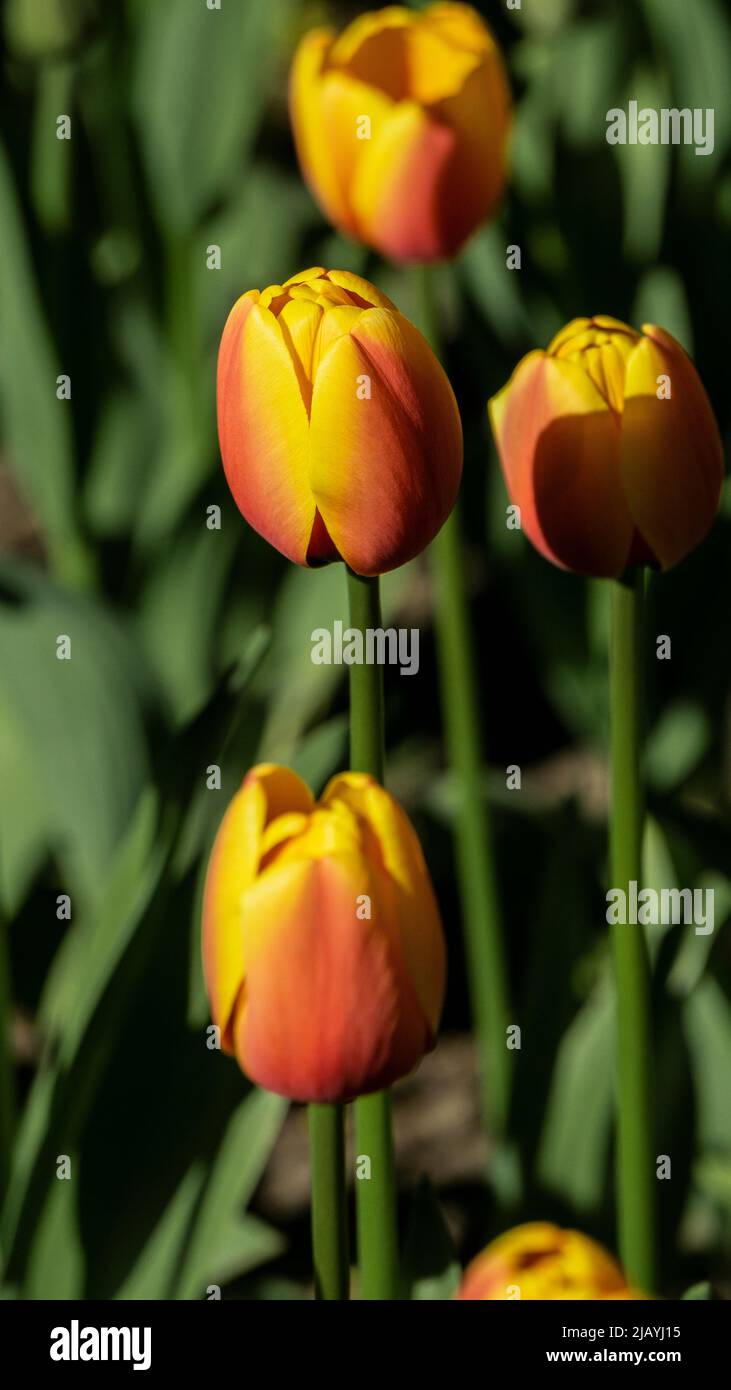 a bright tulip. spring flower. floral background for the screensaver ...