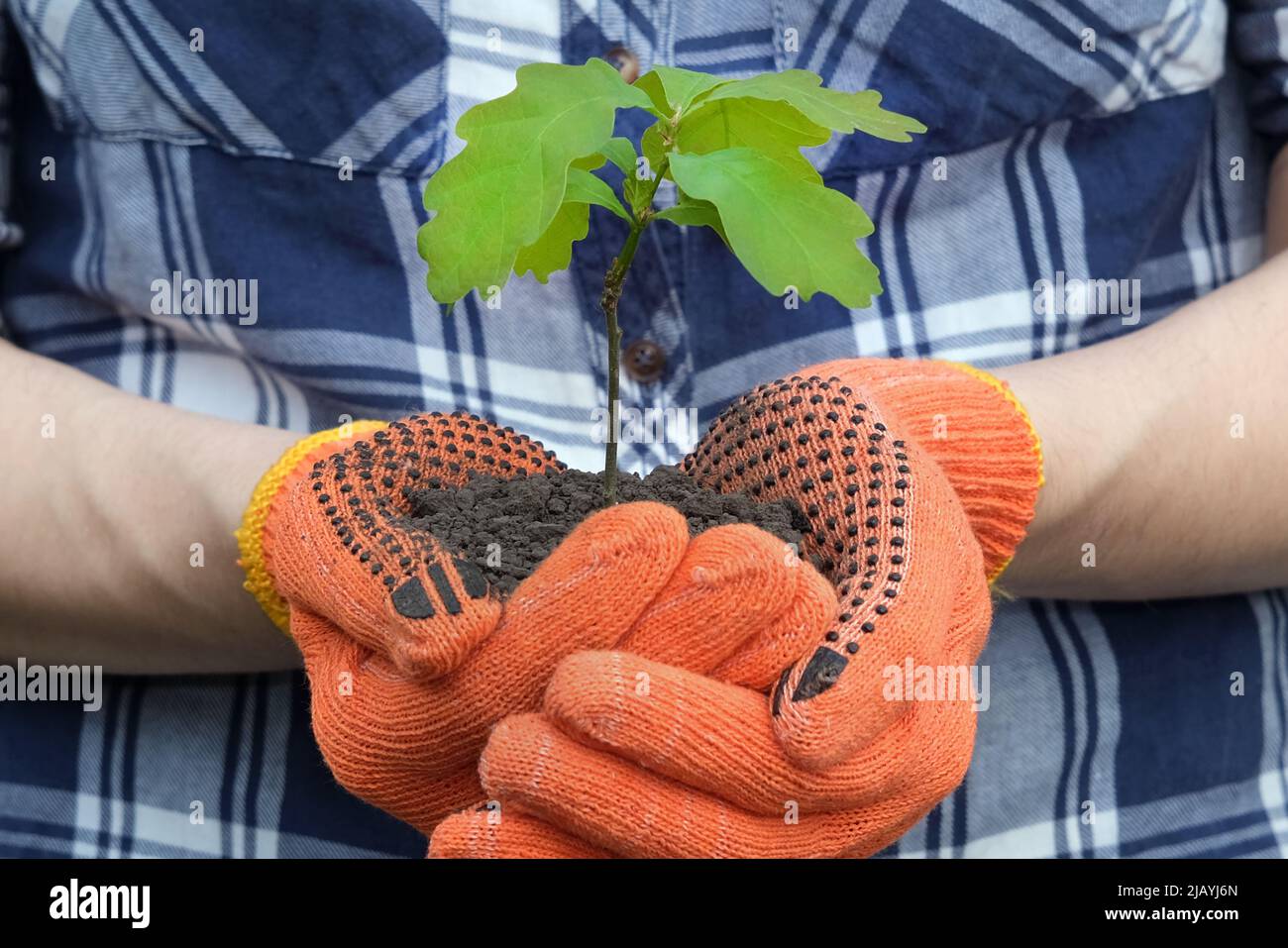 Close up view on the palms holding oak sapling. Plant in the hands in ...