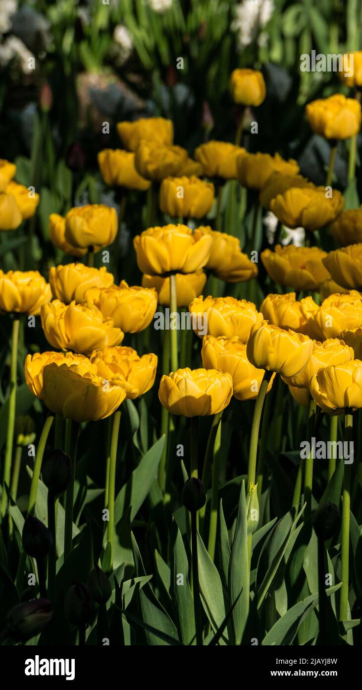 a bright tulip. spring flower. floral background for the screensaver ...
