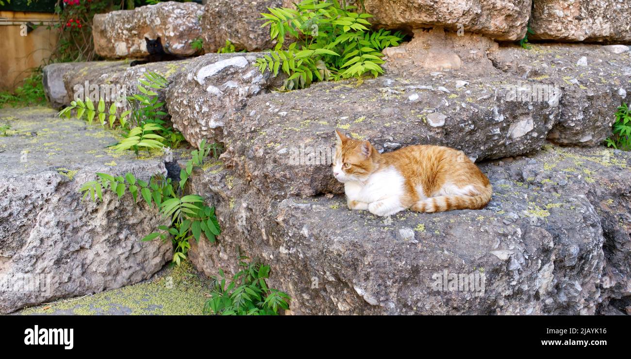 Cats rest on stone steps in a beautiful Greek courtyard Stock Photo - Alamy