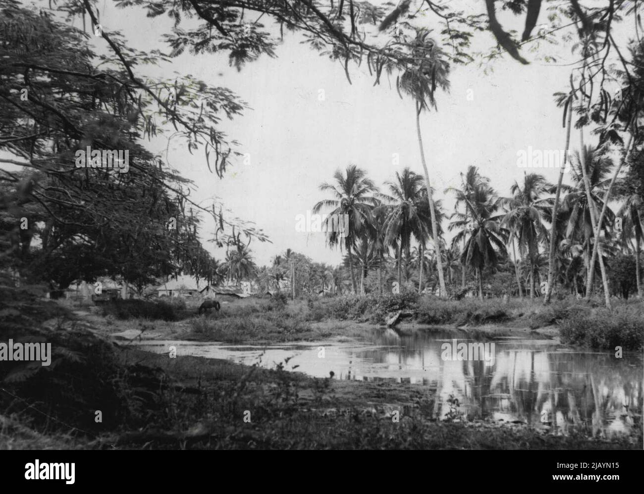 Typical Dutch New Guinea scene (near Coast). May 01, 1944 Stock Photo ...