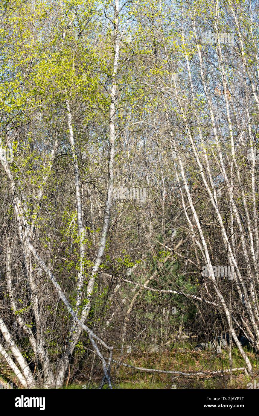 Great meadows lexington hi-res stock photography and images - Alamy