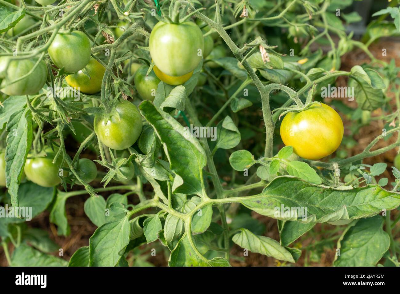 Ripening tomatoes on tomato bush, close-up. Composition tomato tree ...