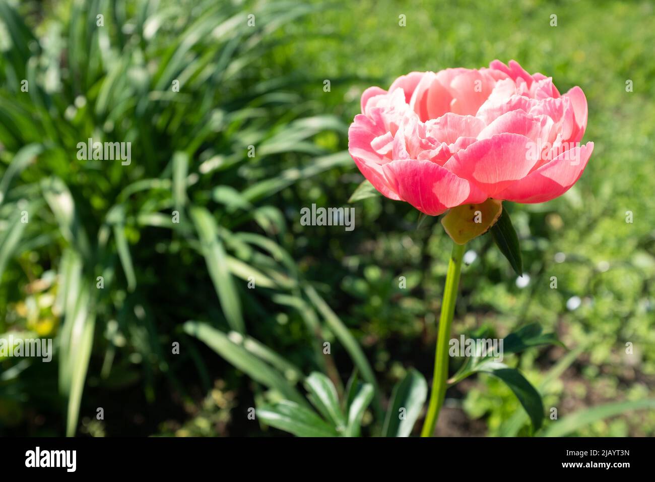 A single pink peony on blurred green grass background at the sunny day ...