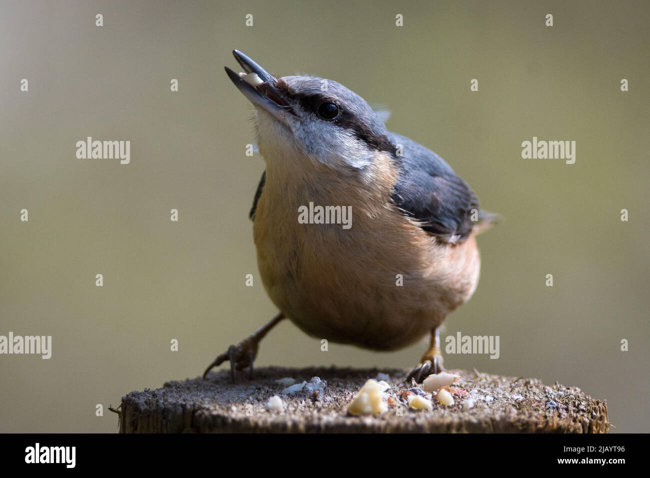 A Eurasian Nuthatch (Sitta europaea) pictured on a fence post near Far ...