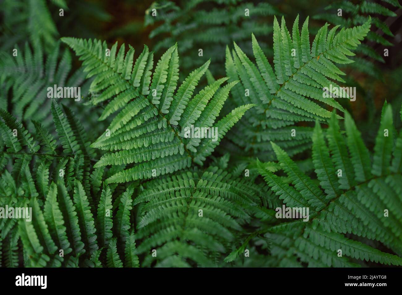 Natural green fern wallpaper texture, nature background, tropical leaf ...