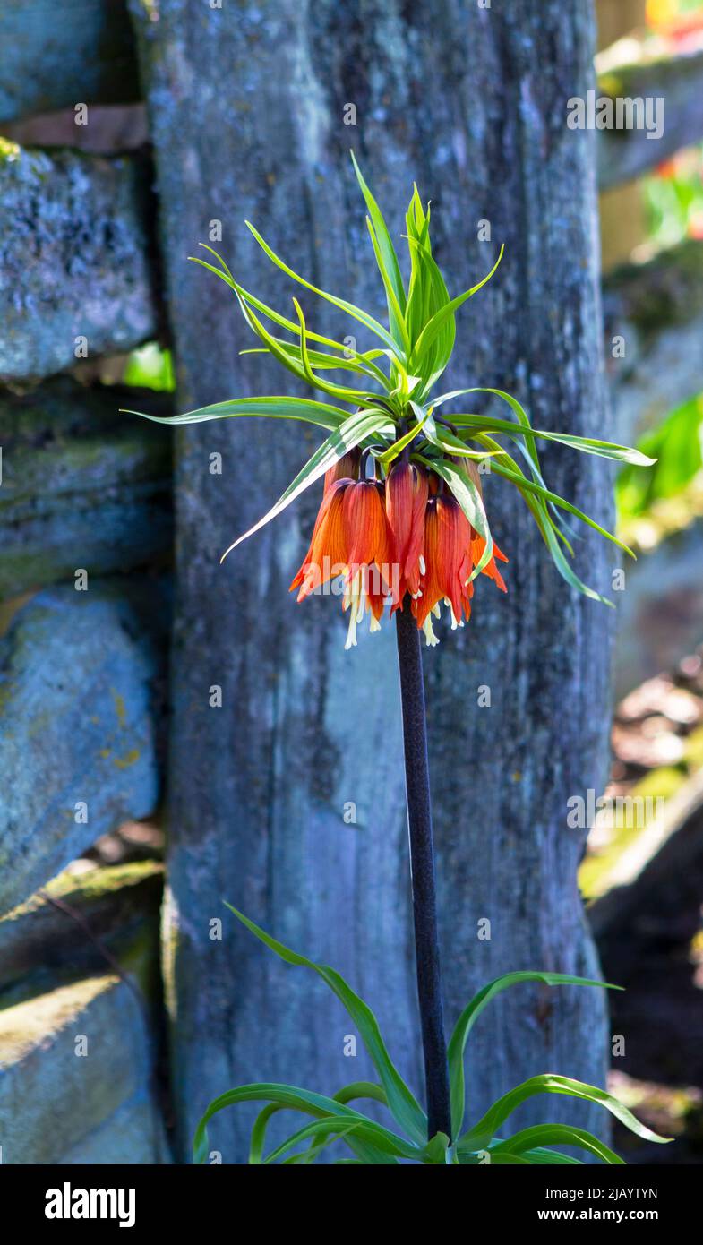 A showy orange-red Fritillaria Rubra (Fritillaria imperialis) blooms in ...