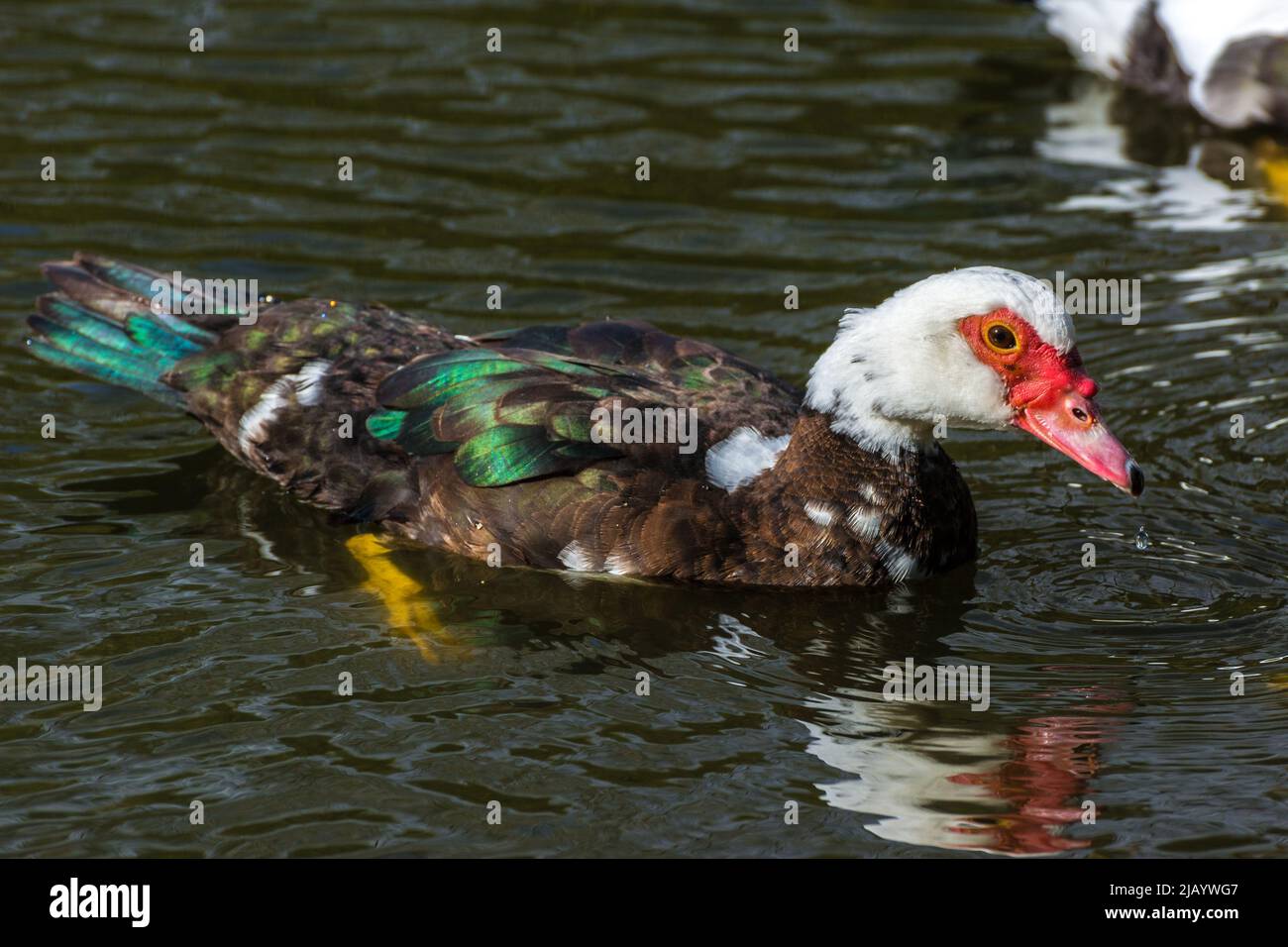 A Muscovy duck (Cairina moschata) swimming. Taken at a pond near ...