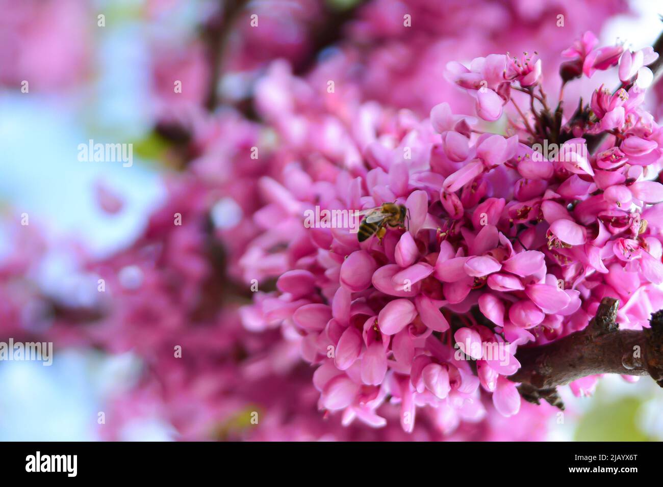Eastern red bud trees hi-res stock photography and images - Alamy