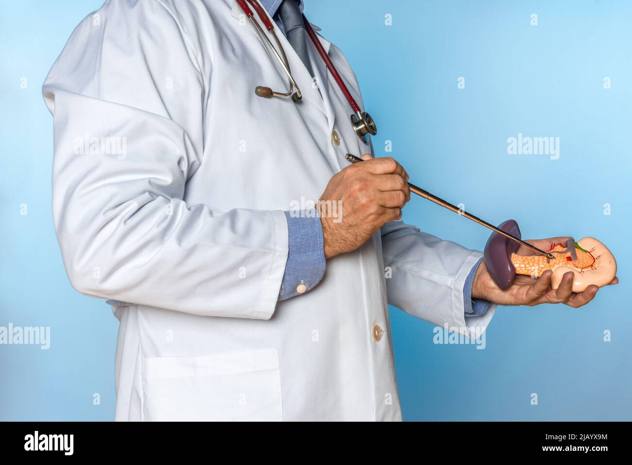 unrecognizable doctor pointing to a pancreas and spleen of an ...
