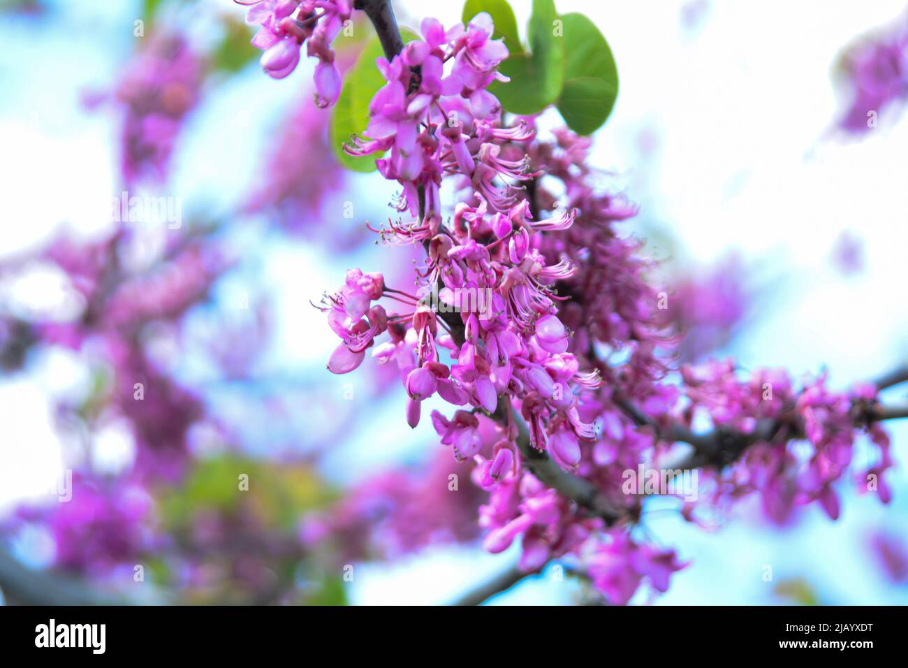 Redbud (red bud) trees and bees in May in Istanbul Stock Photo - Alamy
